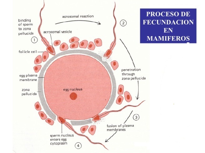 ¿Cómo es la fecundación de los mamíferos? - Reino animal